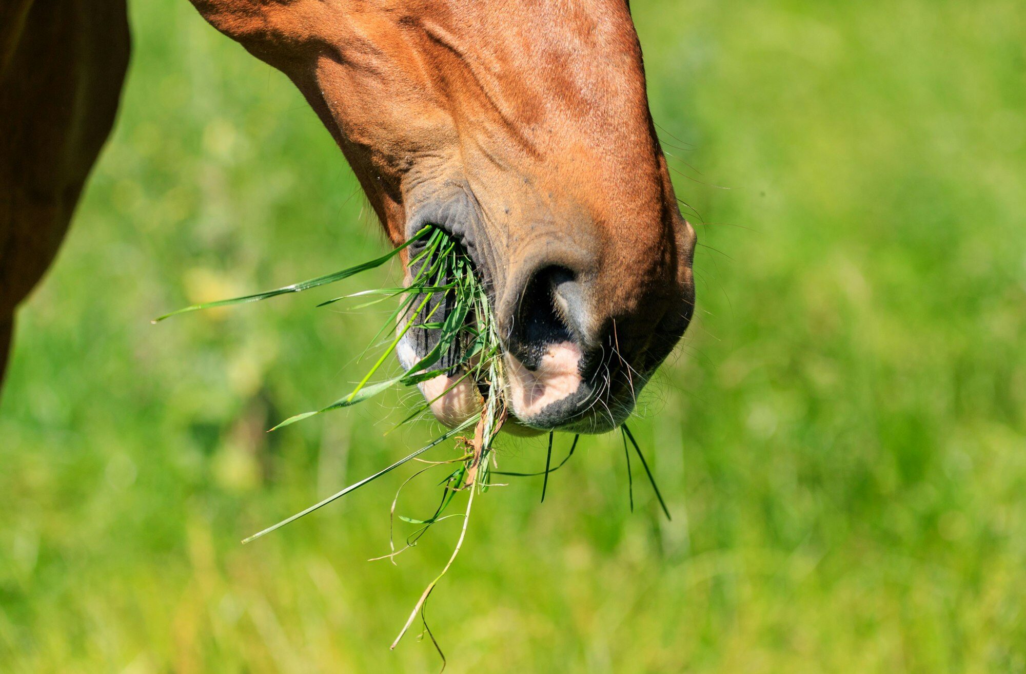 FEEDS – Valley Feed